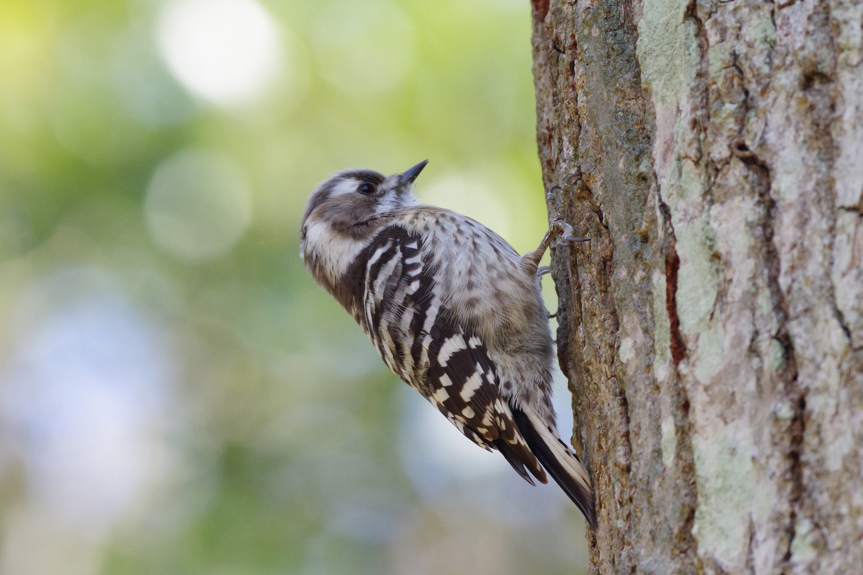 Japanese Pygmy Woodpecker | ture Japan | Nature Photographs